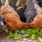 SAUDIGOLD GROUP BERHAD | Saudi Gold | Farm's Gold – A Main Market ...